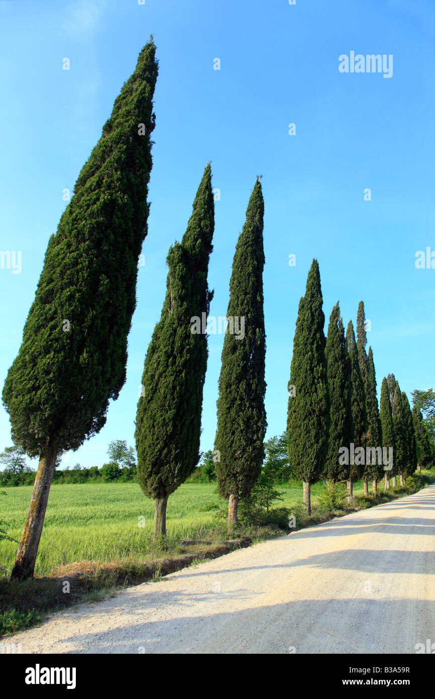 Cyprus trees hi-res stock photography and images - Alamy