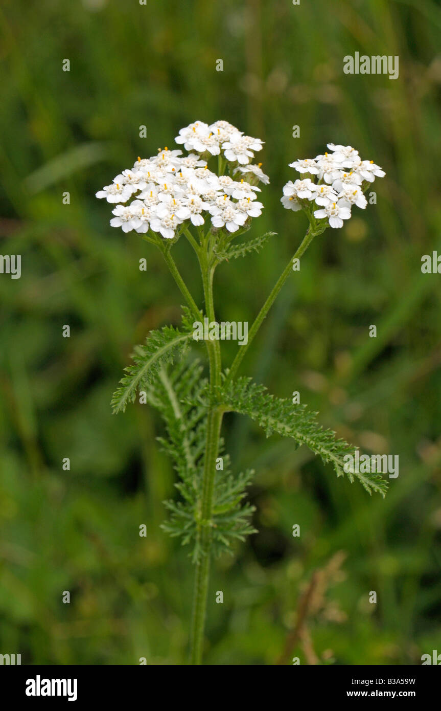 Common yarrow hi-res stock photography and images - Alamy