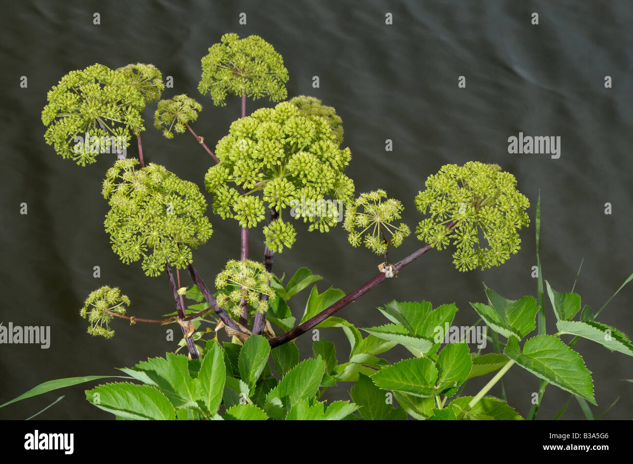 Archangel, Garden Angelica (Angelica archangelica), flowering Stock ...