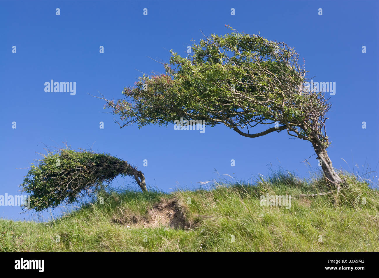 Strong wind trees hi-res stock photography and images - Alamy
