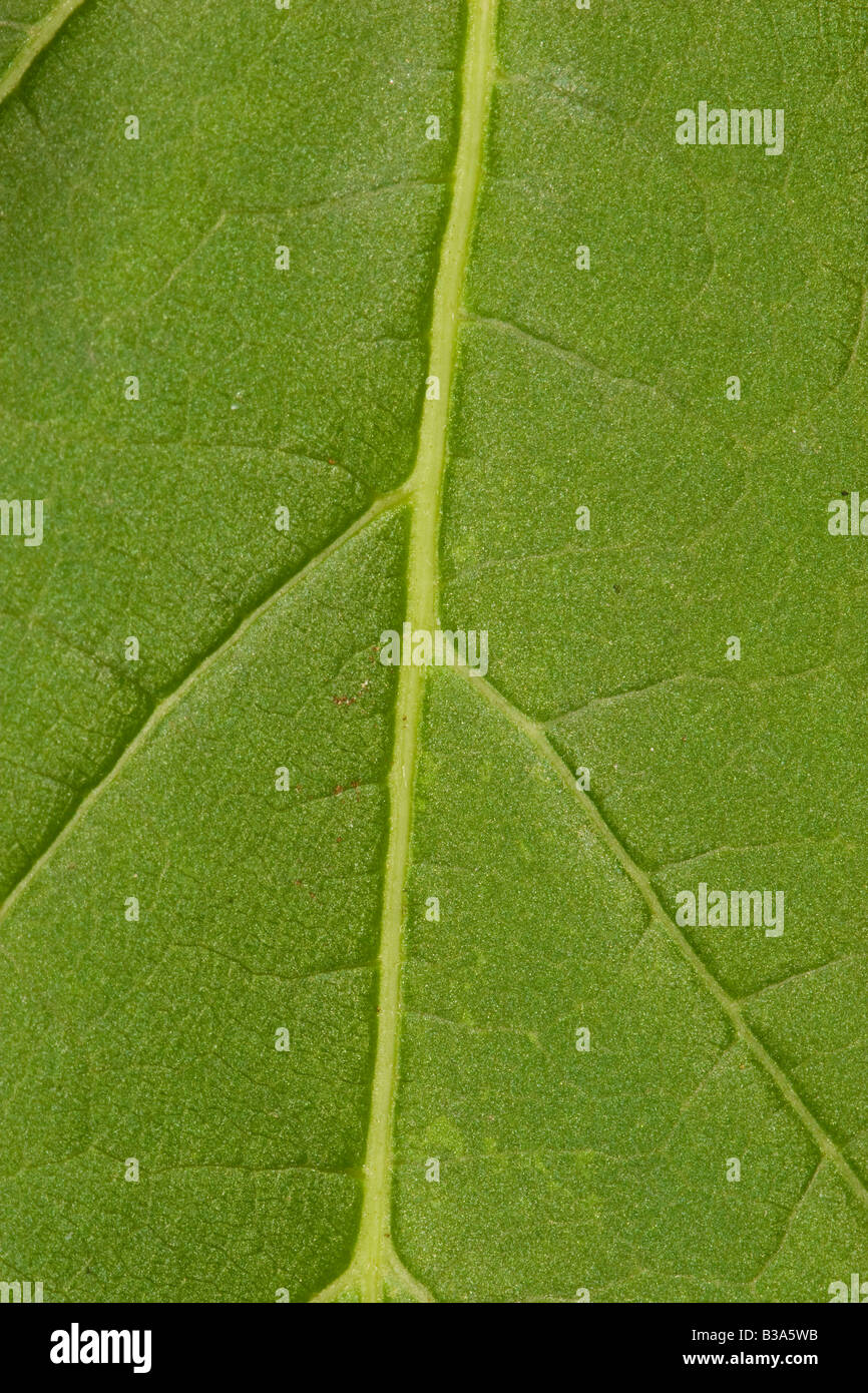 Veins in a green tree leaf Stock Photo - Alamy