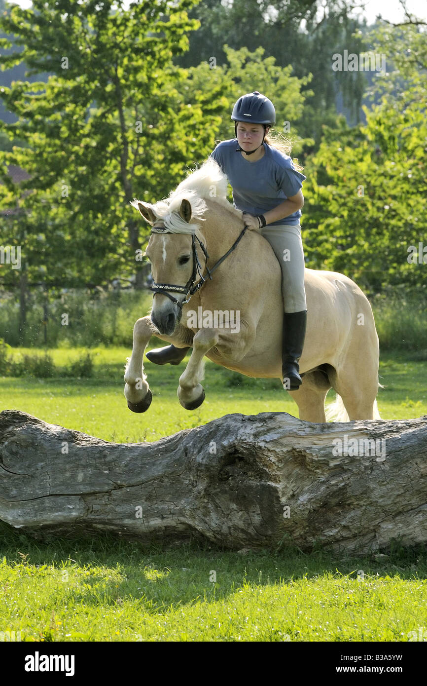 Haflinger ponys hi-res stock photography and images - Alamy
