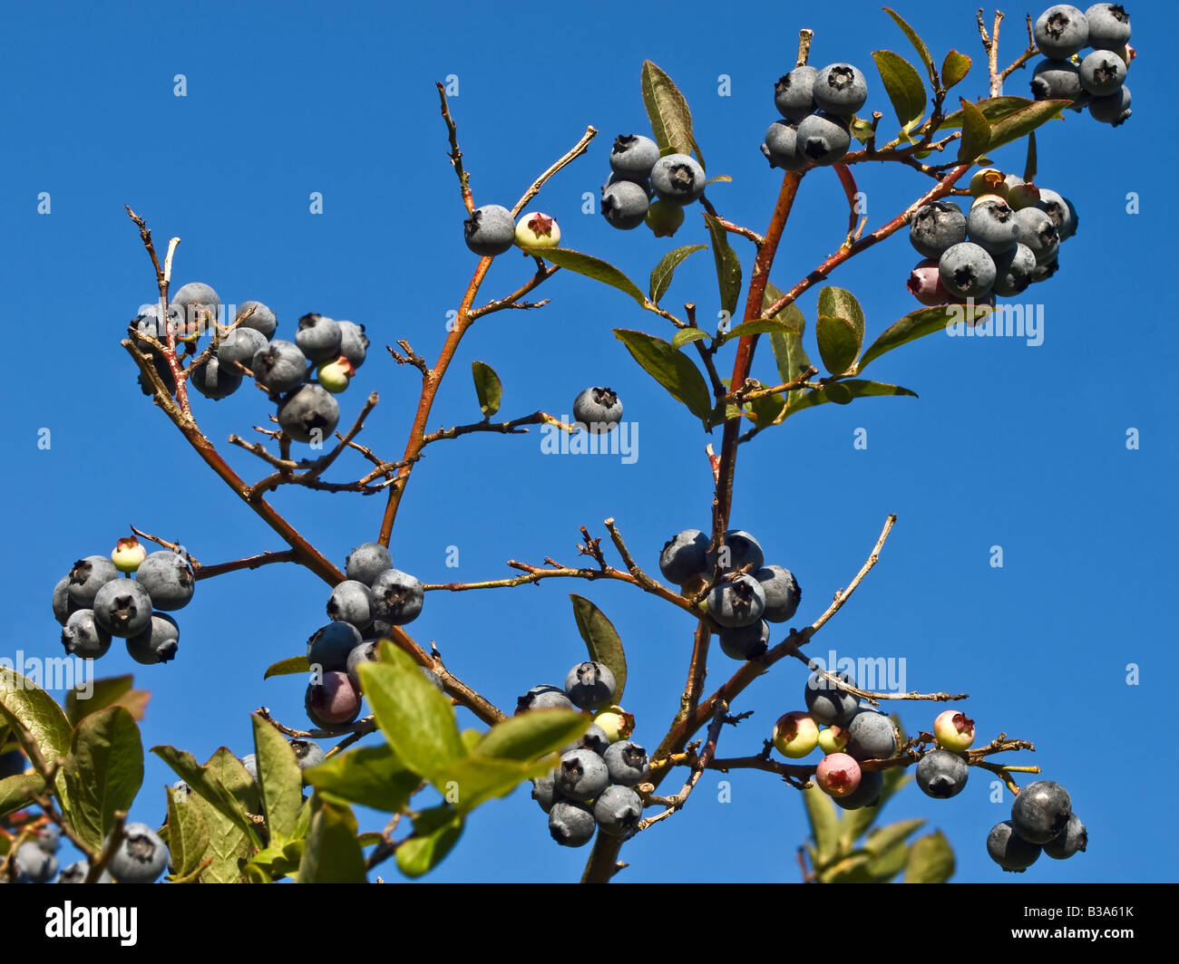 Blueberry bush hi-res stock photography and images - Alamy