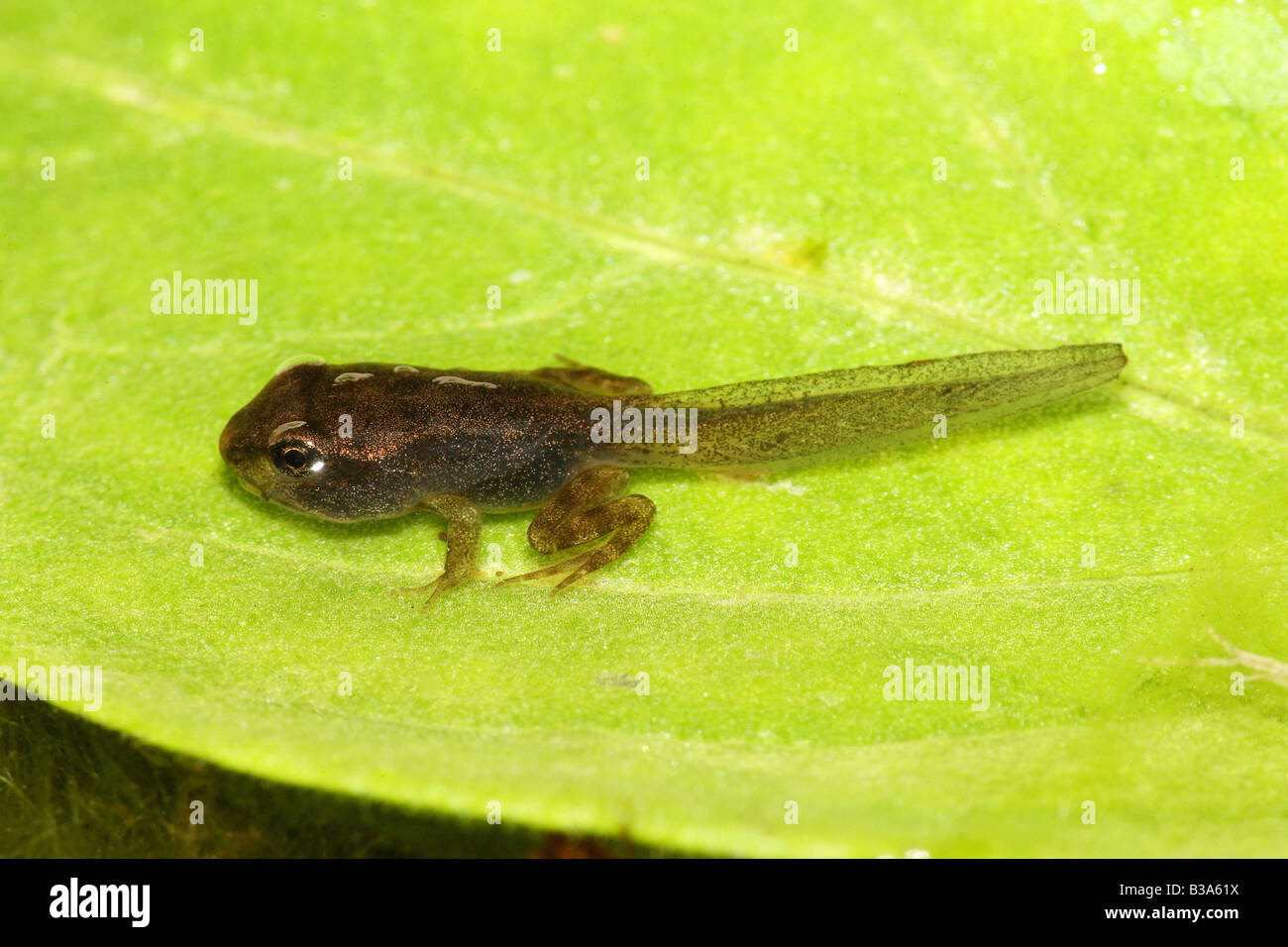common frog - polliwog / Rana temporaria Stock Photo - Alamy
