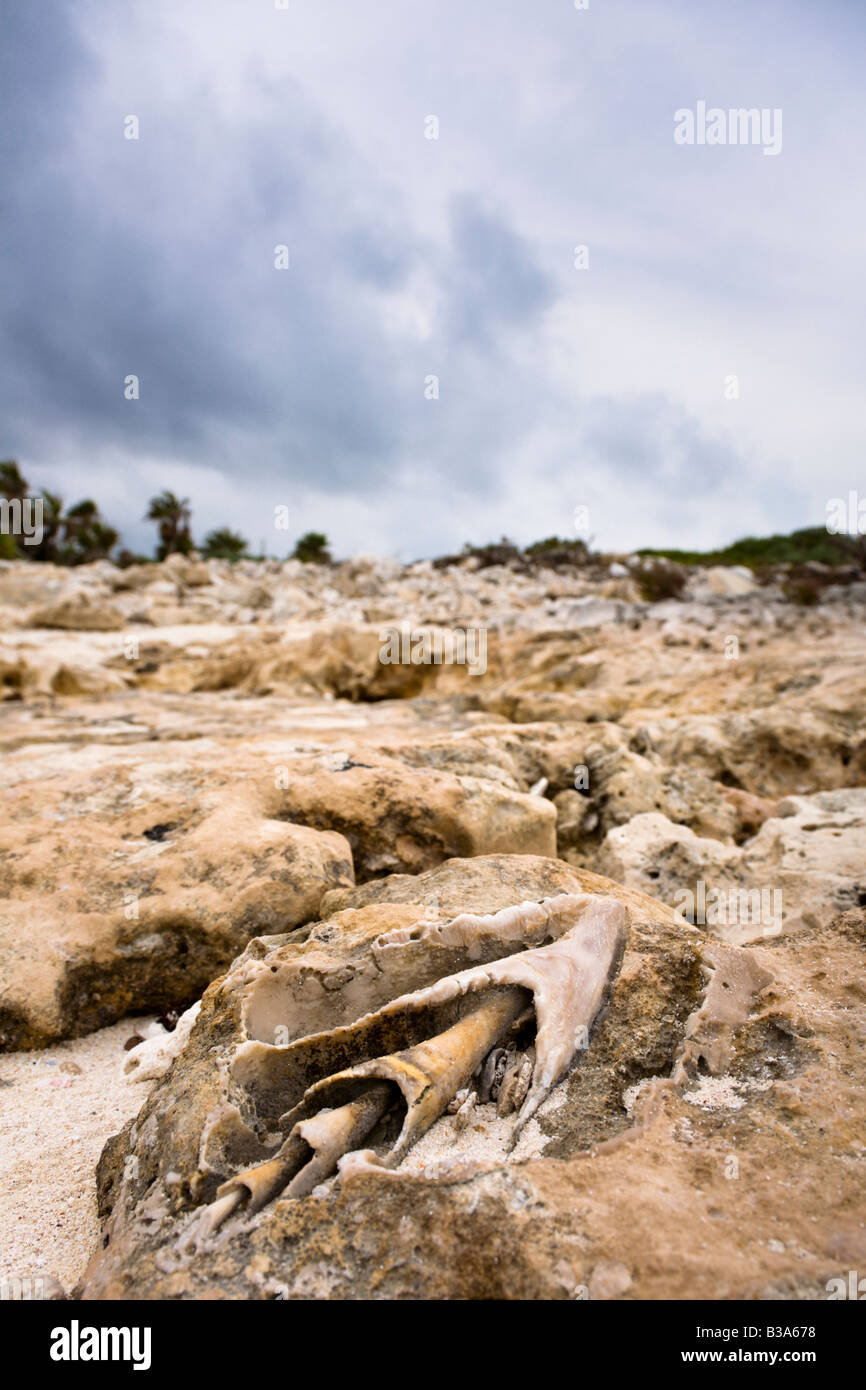 Rocky shore of limestone with fossils on the southern coast of Cozumel ...