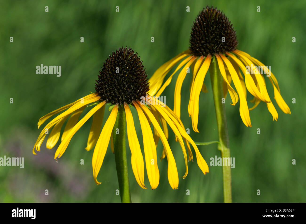 Echinacea paradoxa hi-res stock photography and images - Alamy