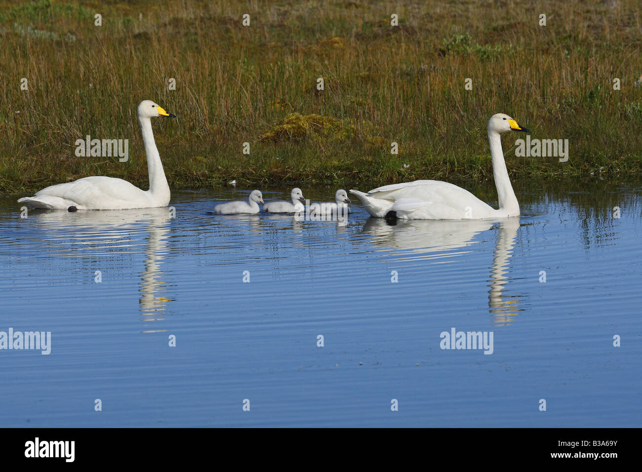 Row Of Swans High Resolution Stock Photography and Images - Alamy