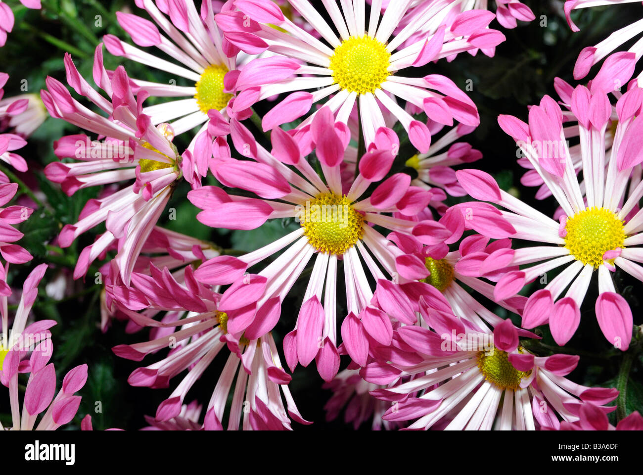 Flower arrangment at Southport Flower Show Stock Photo - Alamy