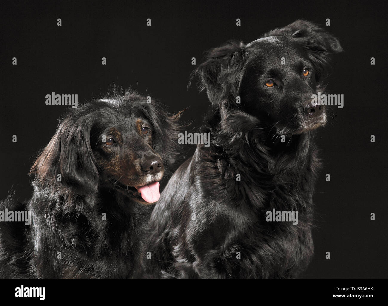 Portrait two dogs hi-res stock photography and images - Alamy