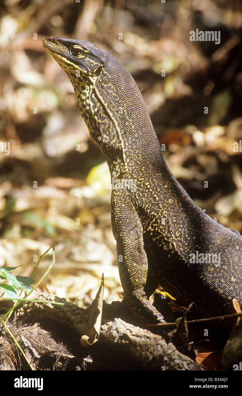 Sand goanna - standing / Varanus gouldii Stock Photo - Alamy