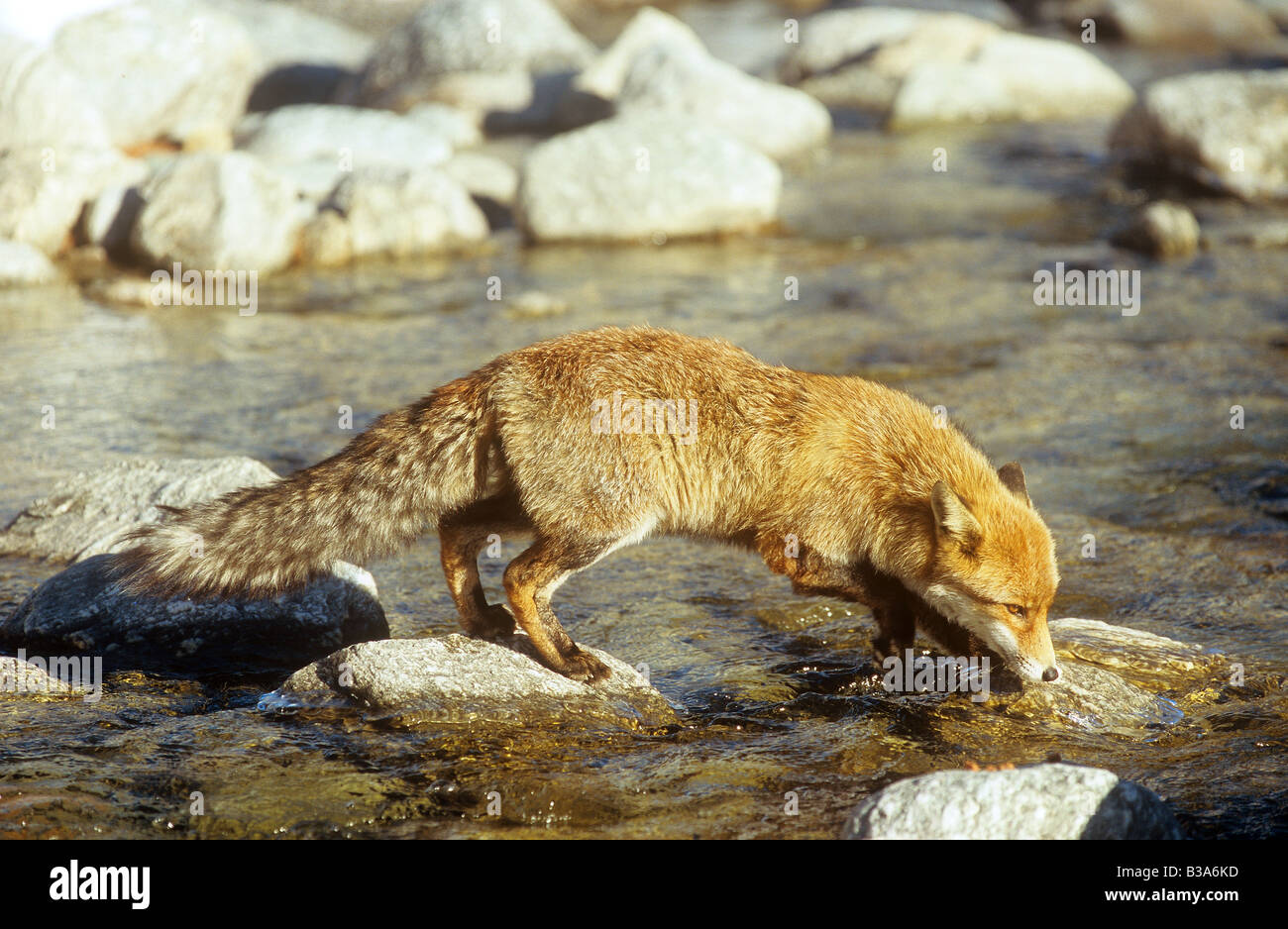 Streamlets hi-res stock photography and images - Alamy