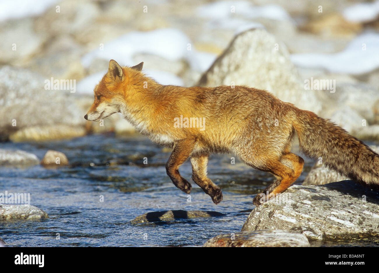 red fox - jumping at stream / vulpes vulpes Stock Photo - Alamy
