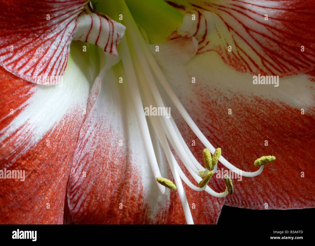 Hippeastrum bulbs hi-res stock photography and images - Alamy