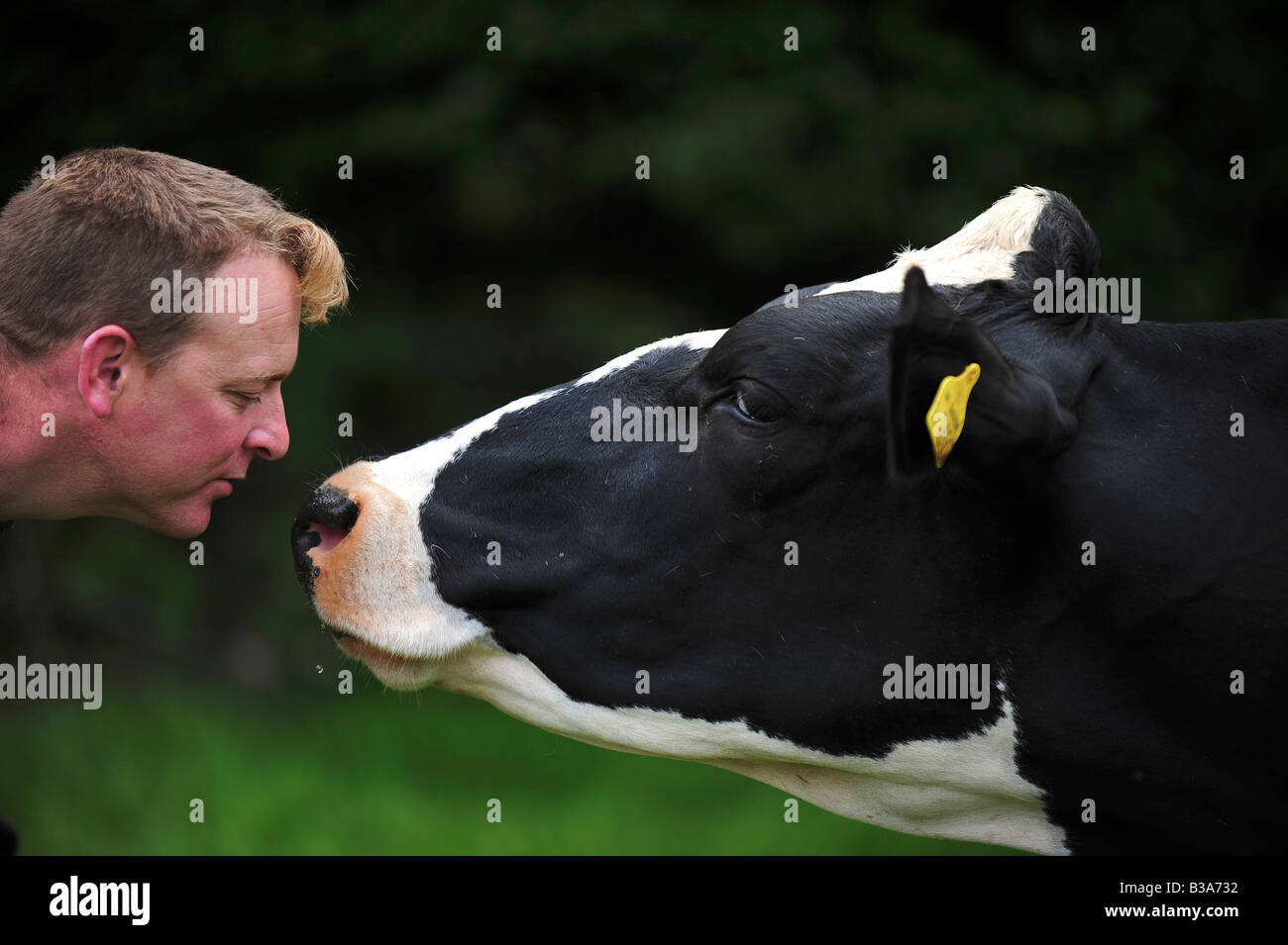 Farmer Winston Reed pictured with his cows in Templeton Devon Winston ...
