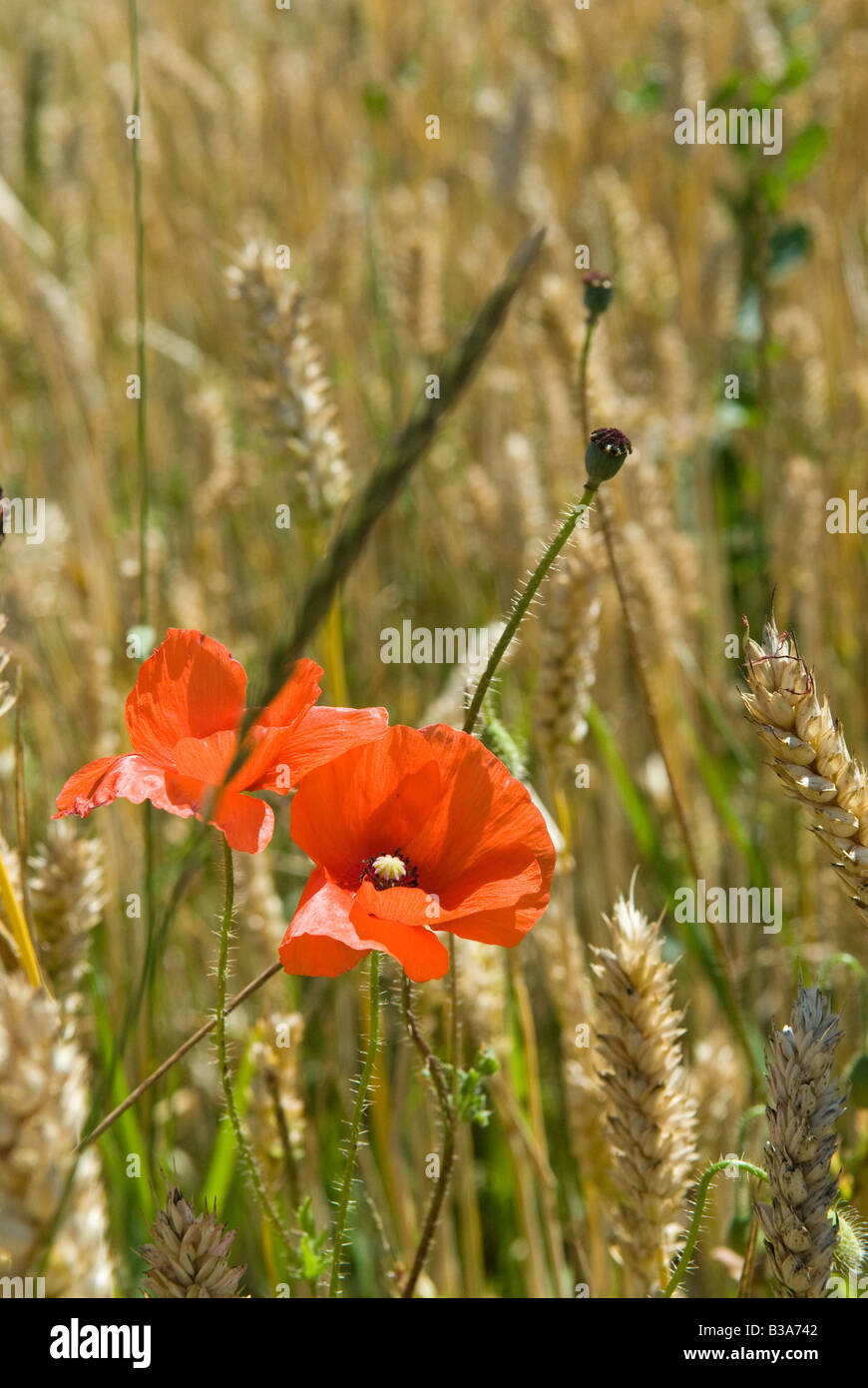 Wild poppies in wheat hi-res stock photography and images - Alamy