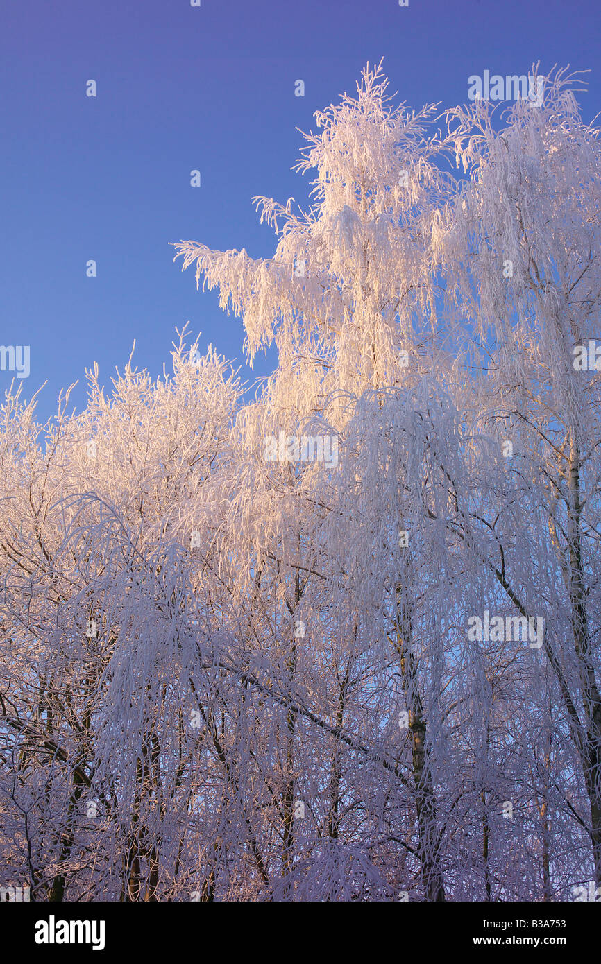 Deciduous trees in winter at sunrise after heavy frost following a damp ...