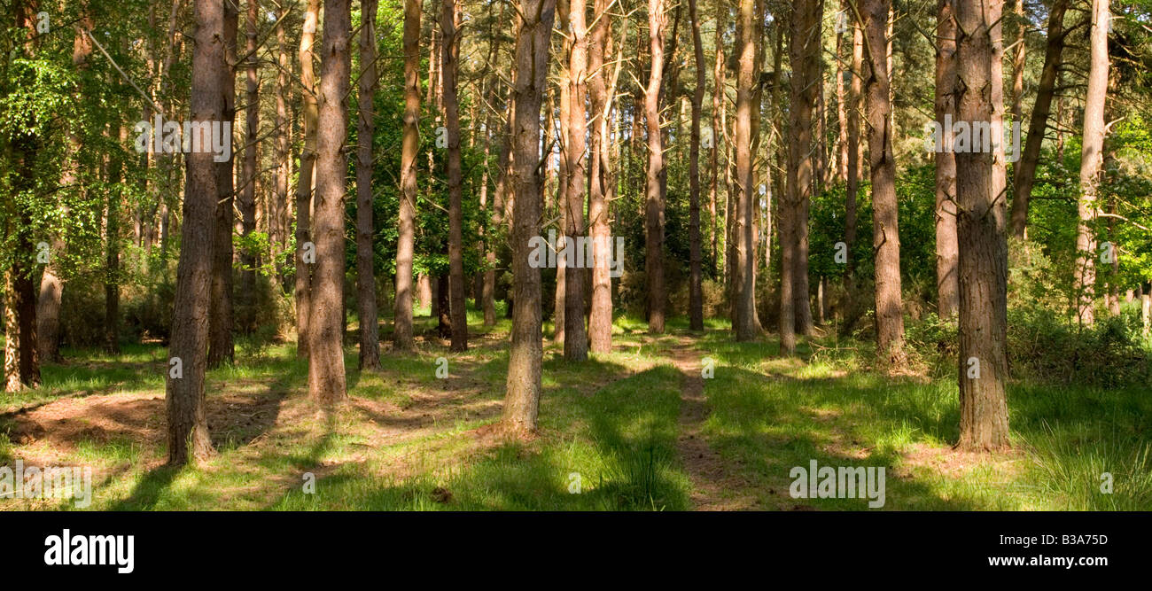 Thetford Forest Norfolk UK Stock Photo - Alamy