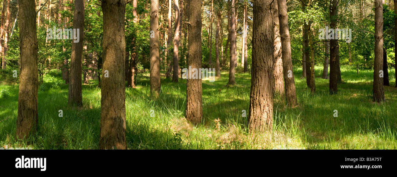 Thetford Forest Norfolk East Anglia UK Stock Photo - Alamy