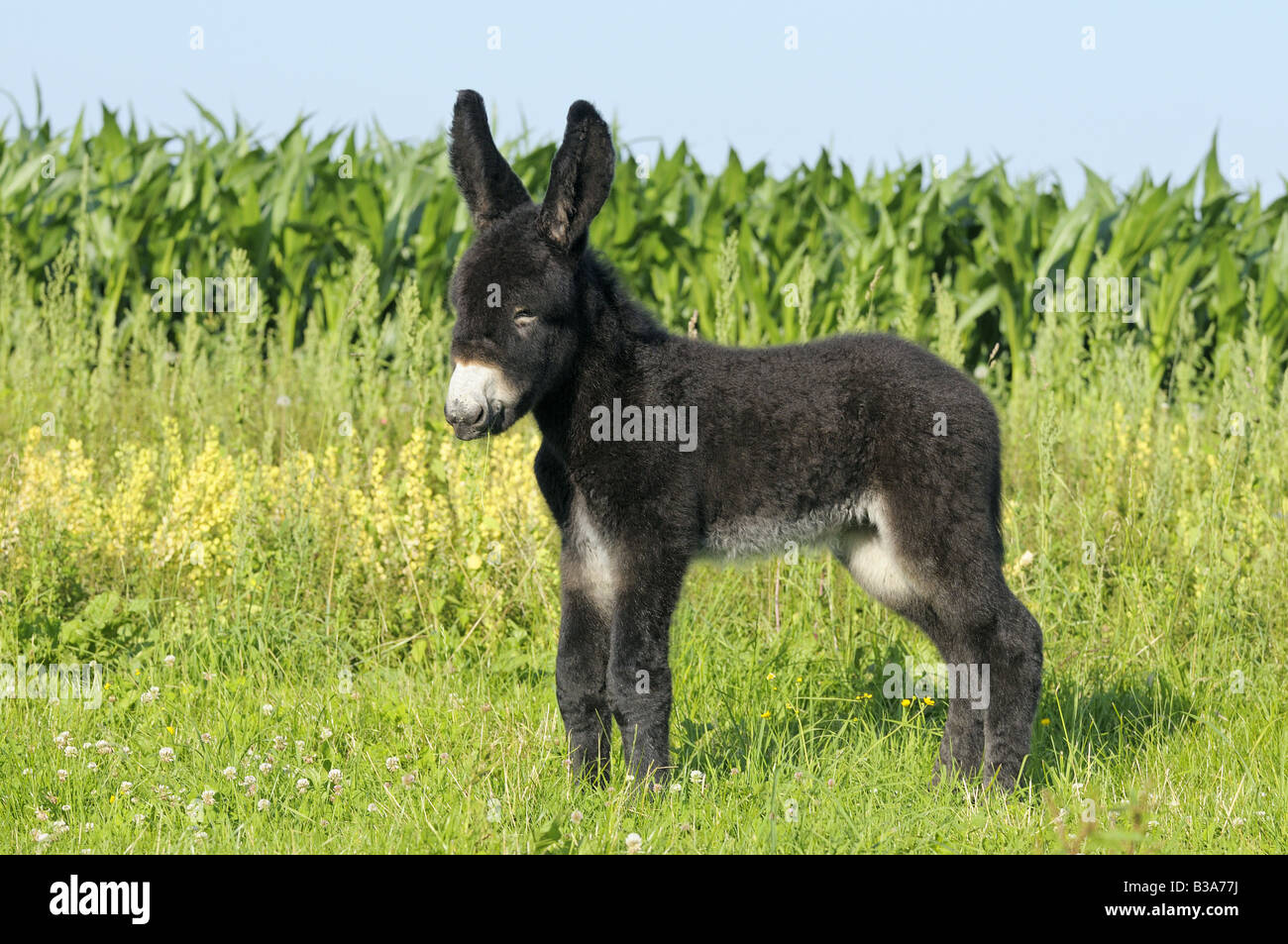 Poitouesel hi-res stock photography and images - Alamy