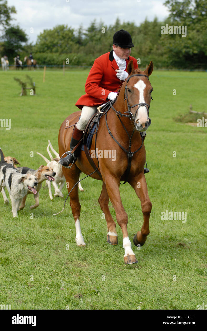 Hunting foxes at a gallop Stock Photo - Alamy