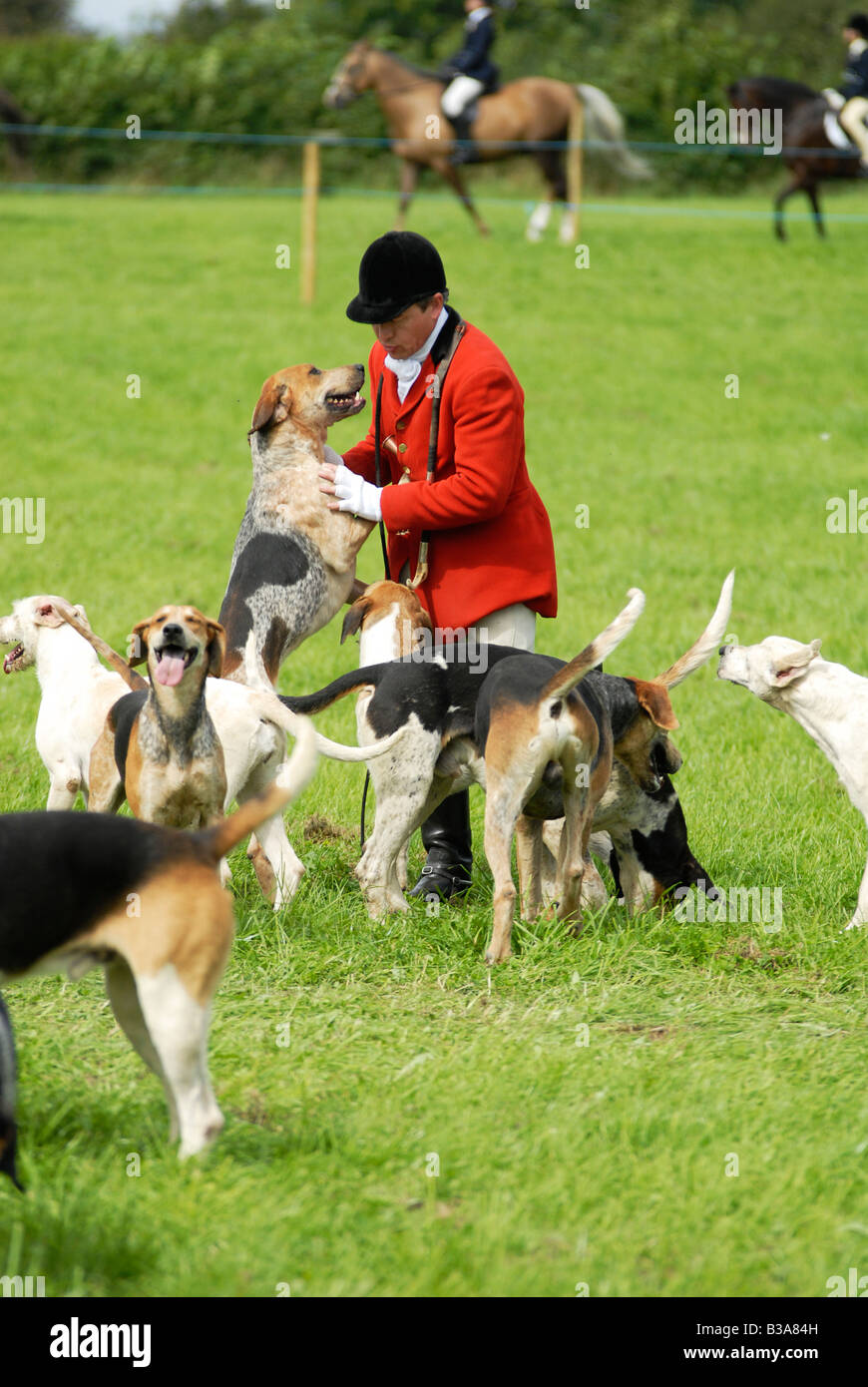 Huntsman with hounds Stock Photo - Alamy