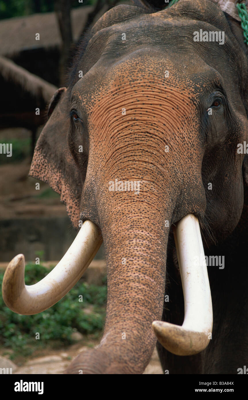 Thailand, Chiang Mai, Mae Sa Elephant Camp, Elephant Trunk and Tusk ...
