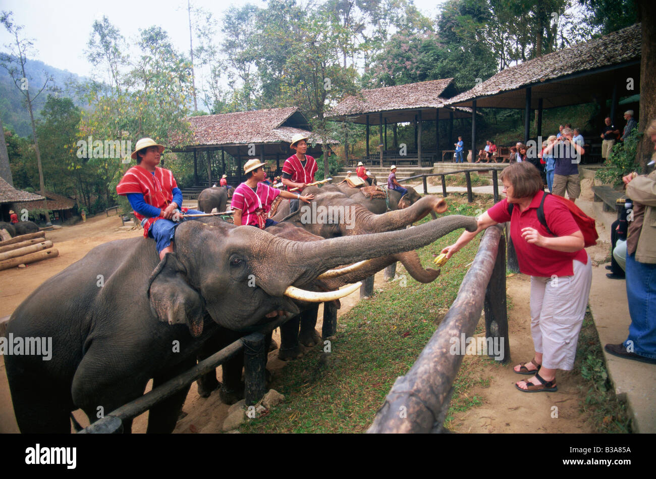 Thailand, Chiang Mai, Mae Sa Elephant Camp, Tourists Feeding Elephants ...