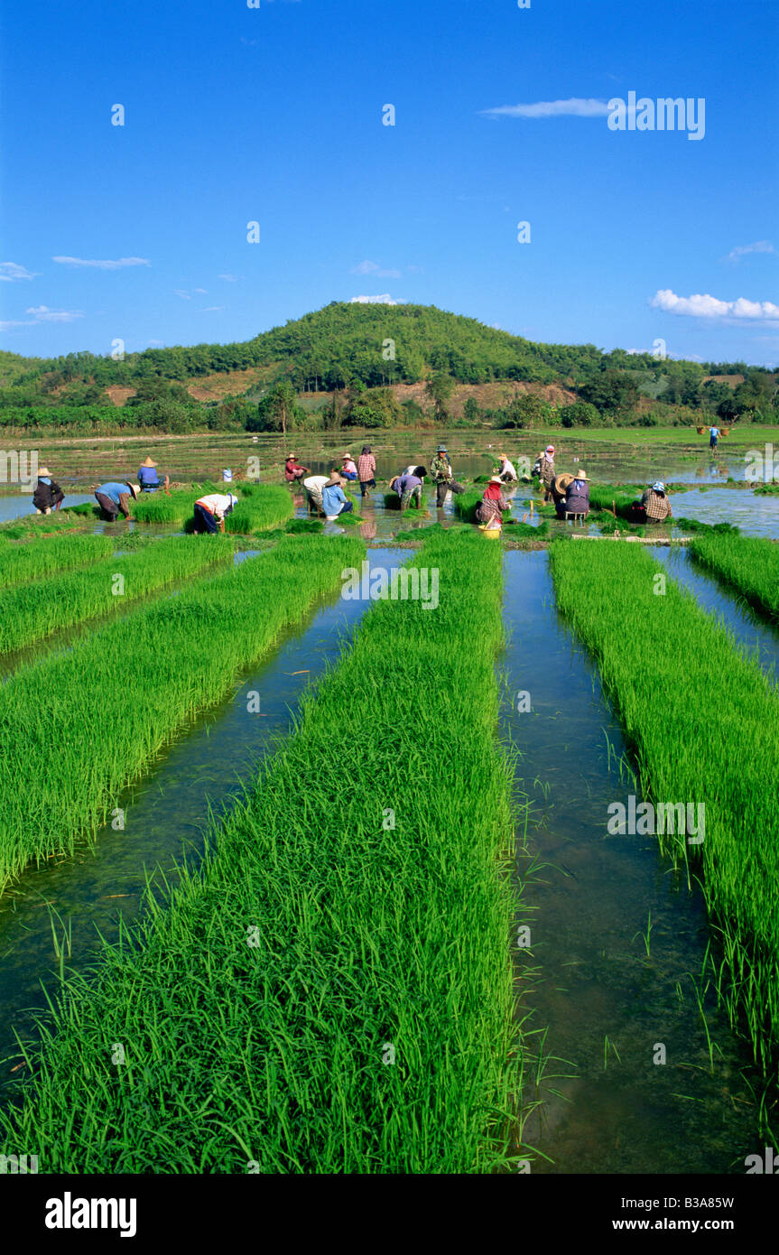 Thailand, Chiang Mai, Rice Planting Stock Photo - Alamy