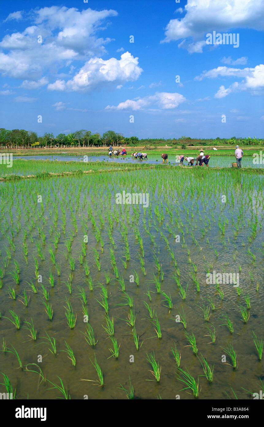Thailand, Chiang Mai, Rice Paddy Fields Stock Photo - Alamy
