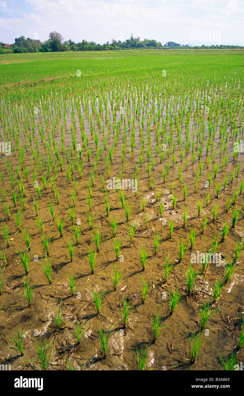 Thailand, Chiang Mai, Rice Paddy Fields Stock Photo - Alamy