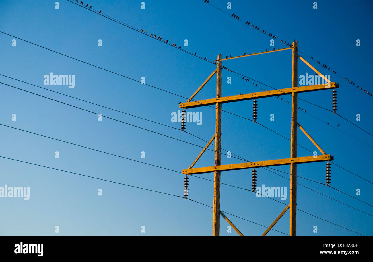 USA, Texas, Amarillo, Birds (Starlings) on Power lines Stock Photo - Alamy