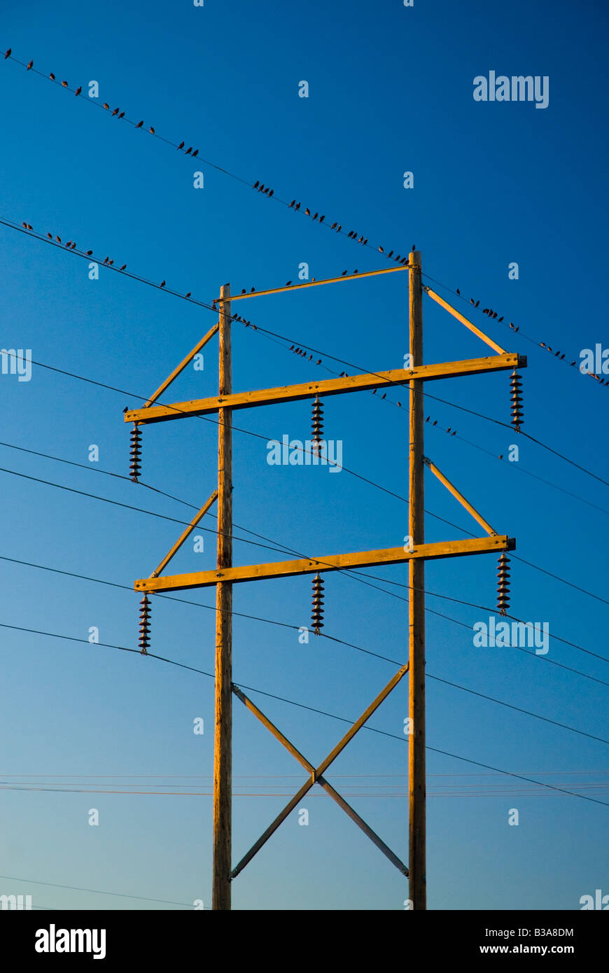 USA, Texas, Amarillo, Birds (Starlings) on Power lines Stock Photo - Alamy
