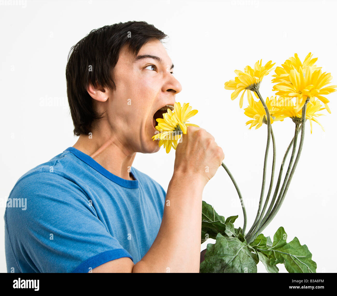 Gerber hi-res stock photography and images - Alamy
