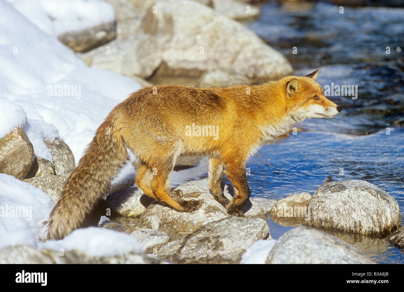 red fox - standing at stream / vulpes vulpes Stock Photo - Alamy