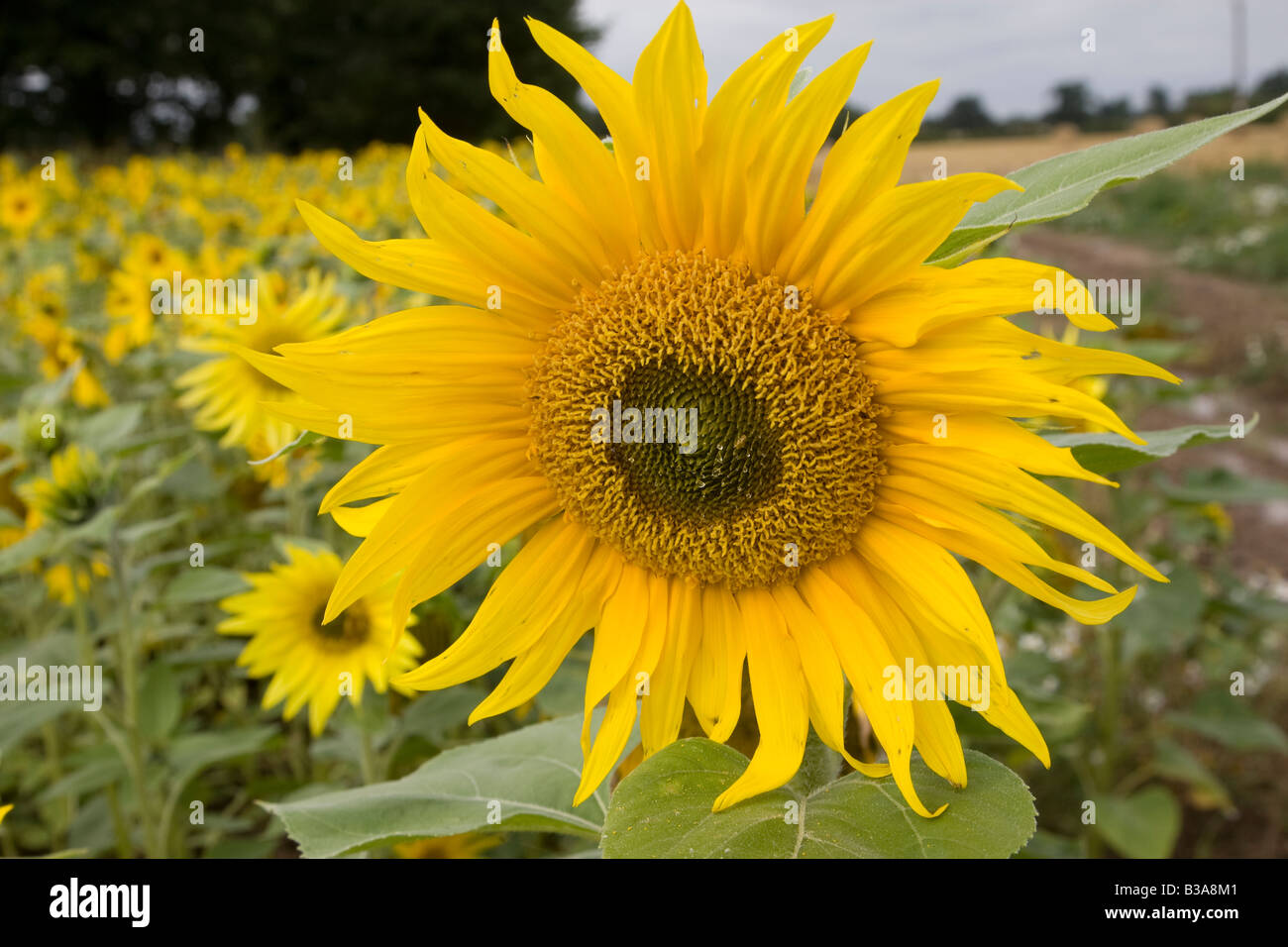 Japan flowerheads hi-res stock photography and images - Alamy
