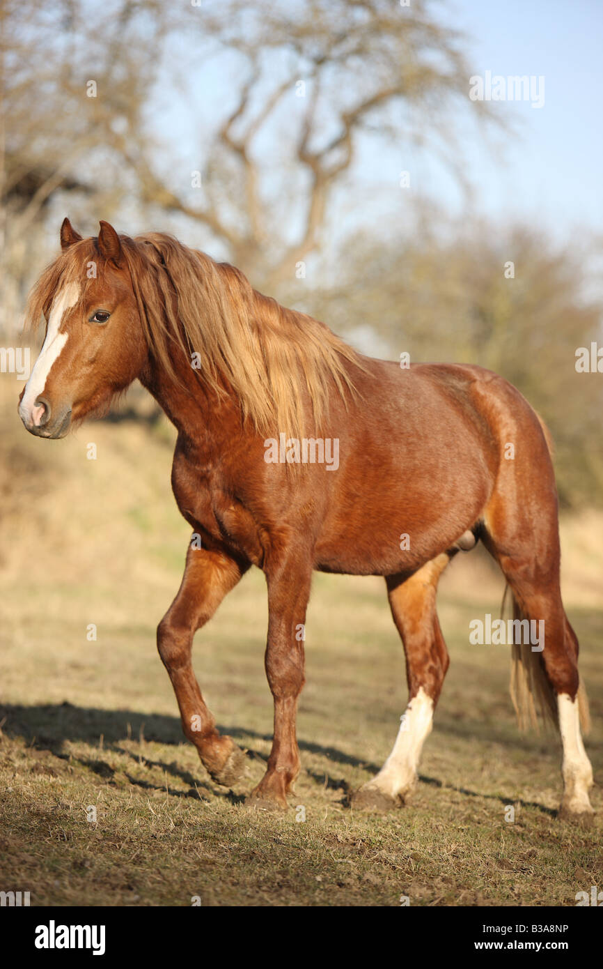 welsh pony - walking on meadow Stock Photo - Alamy