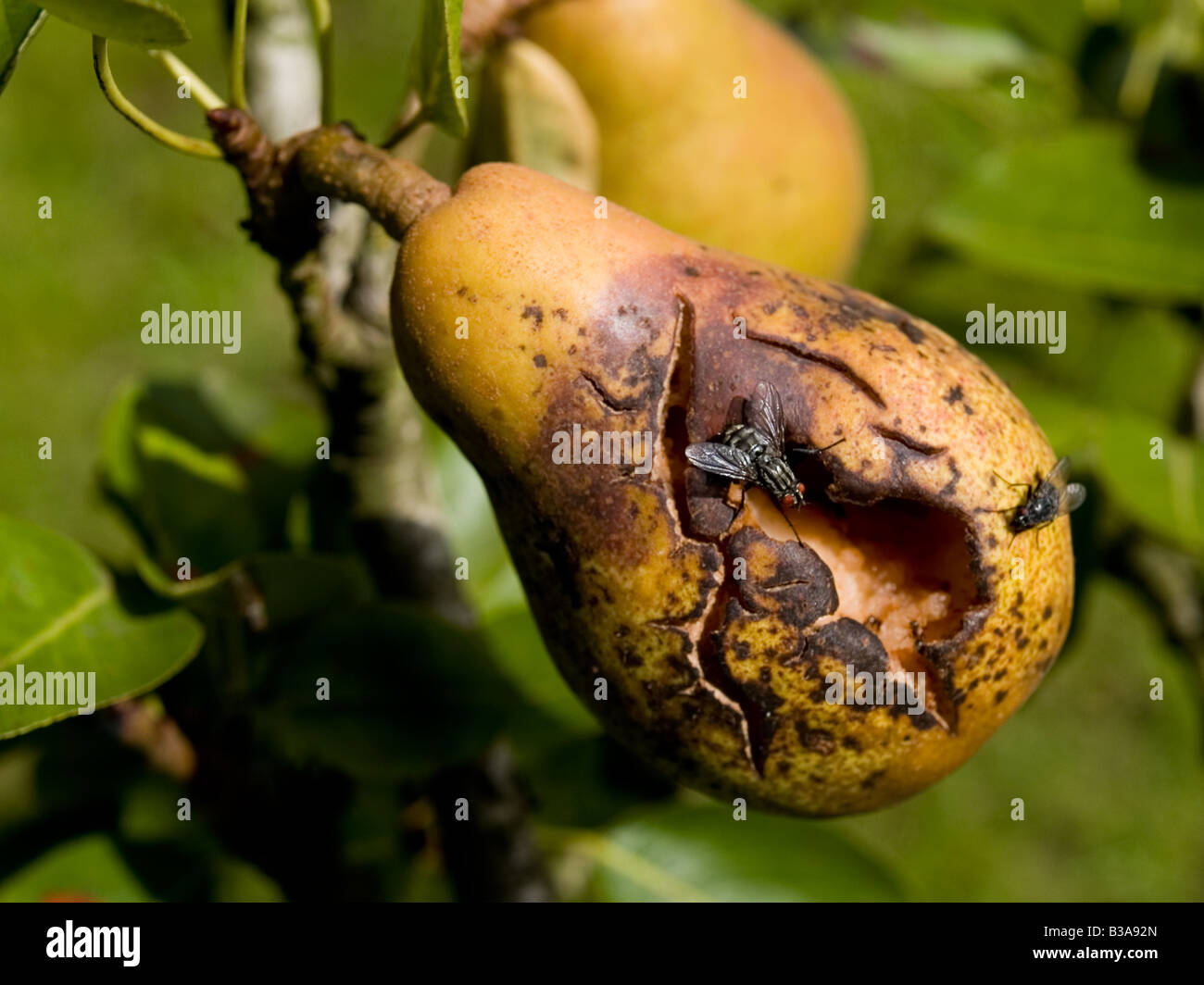 pear scab on williams pear venturia pirina fungus Stock Photo - Alamy
