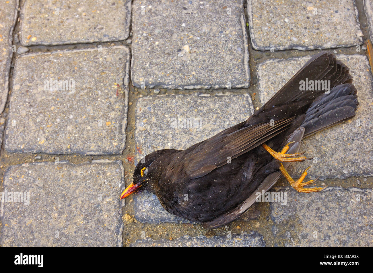 Dead corpse hi-res stock photography and images - Alamy