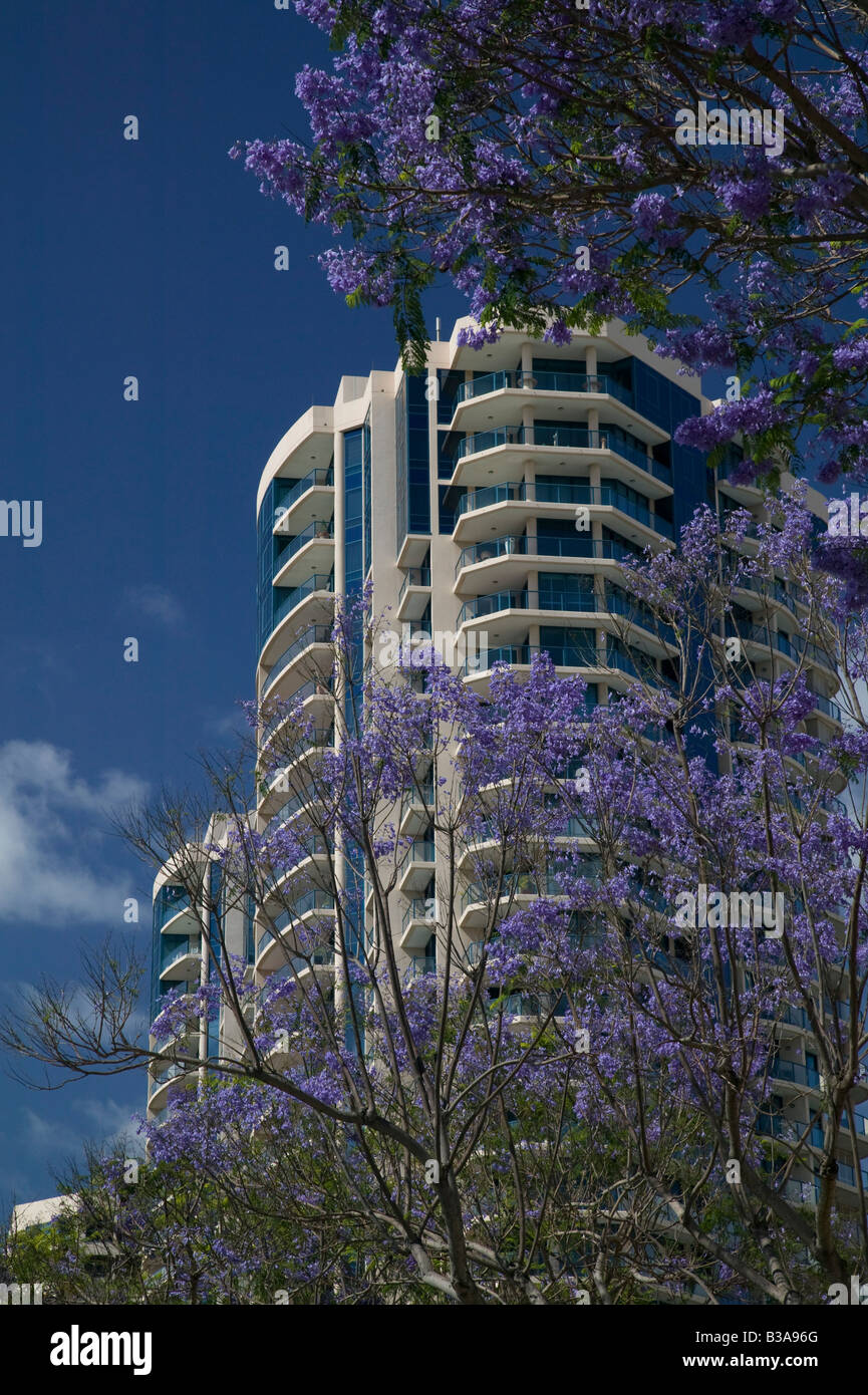 Australia, Queensland, Brisbane, Kangaroo Point / Jacaranda Flowers and ...