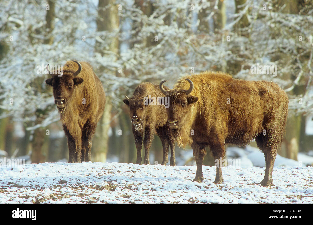 Three bisons hi-res stock photography and images - Alamy