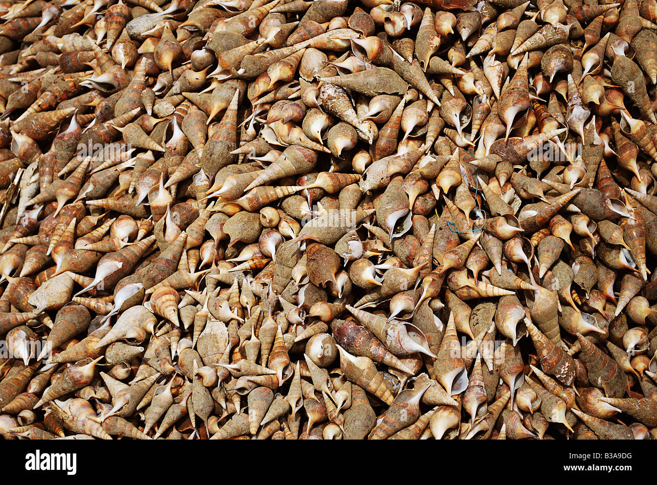 Raw sea shells collected from Arabian sea Stock Photo - Alamy