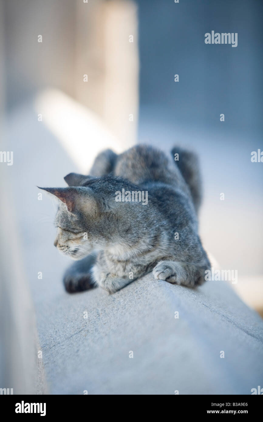 Cat, Caye Caulker, Belize Stock Photo - Alamy