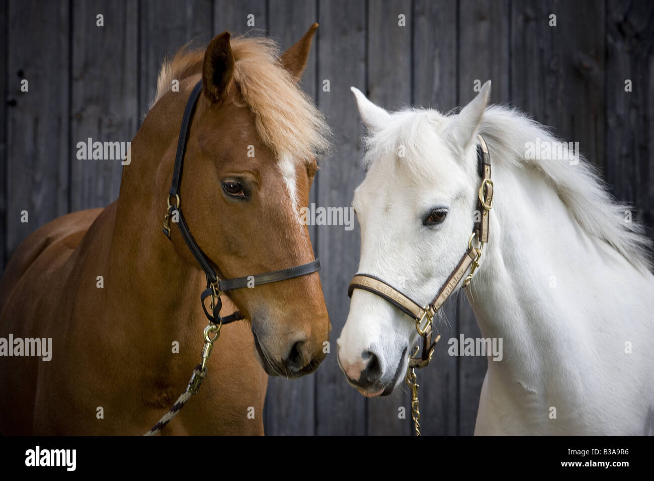 Freiberger and Welsh Pony. Gray and chestnut adult horse nose to nose ...