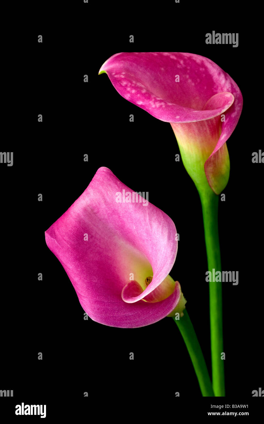two pink calla lilies, black background Stock Photo - Alamy
