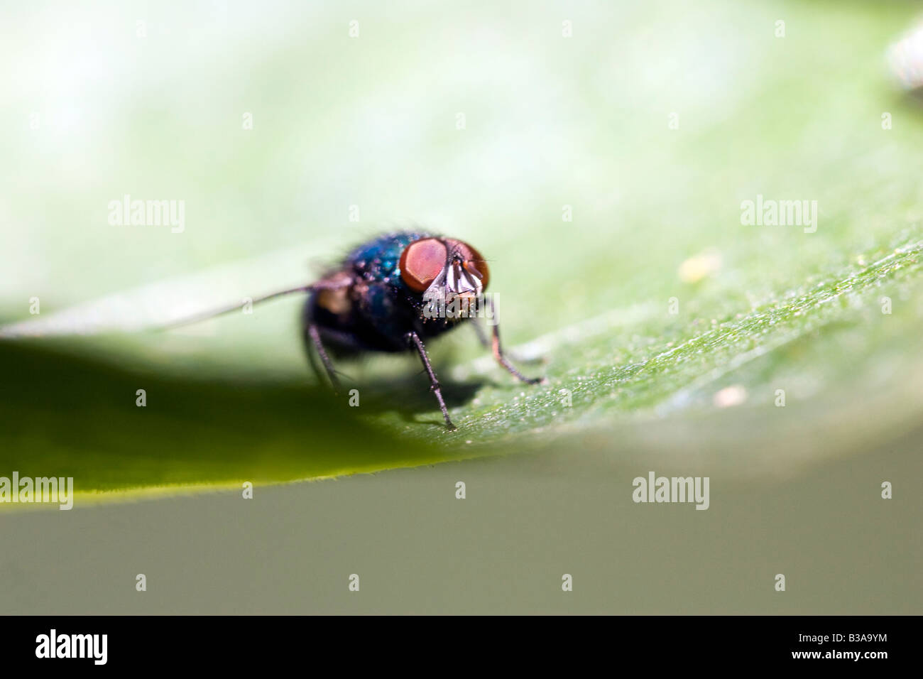 Lucilia sp hi-res stock photography and images - Alamy