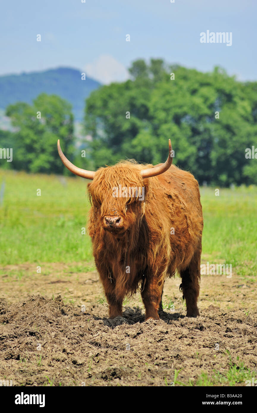 Pedigree cow hi-res stock photography and images - Alamy