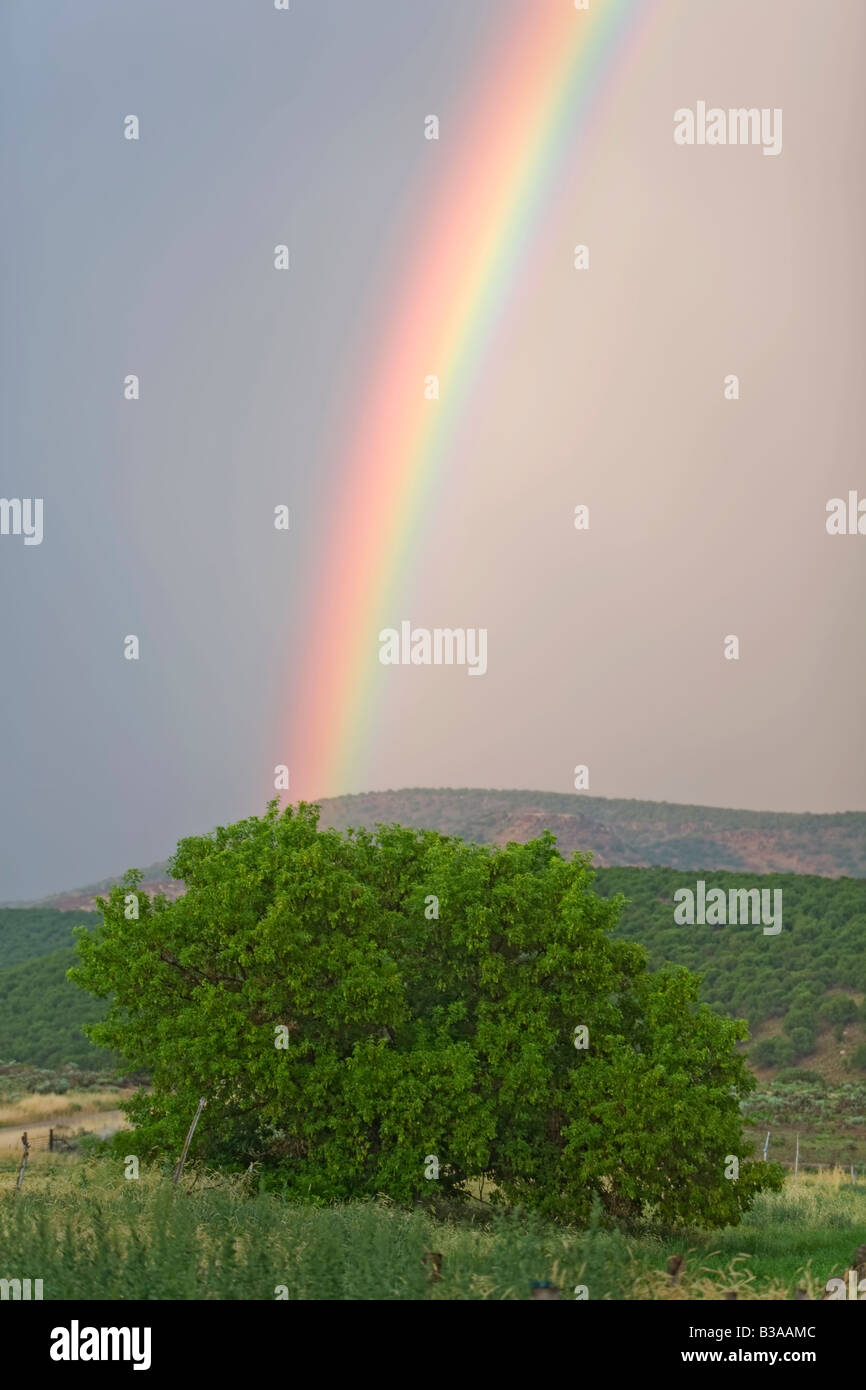 Rainbow over tree in a rural farming community of central Utah Stock ...