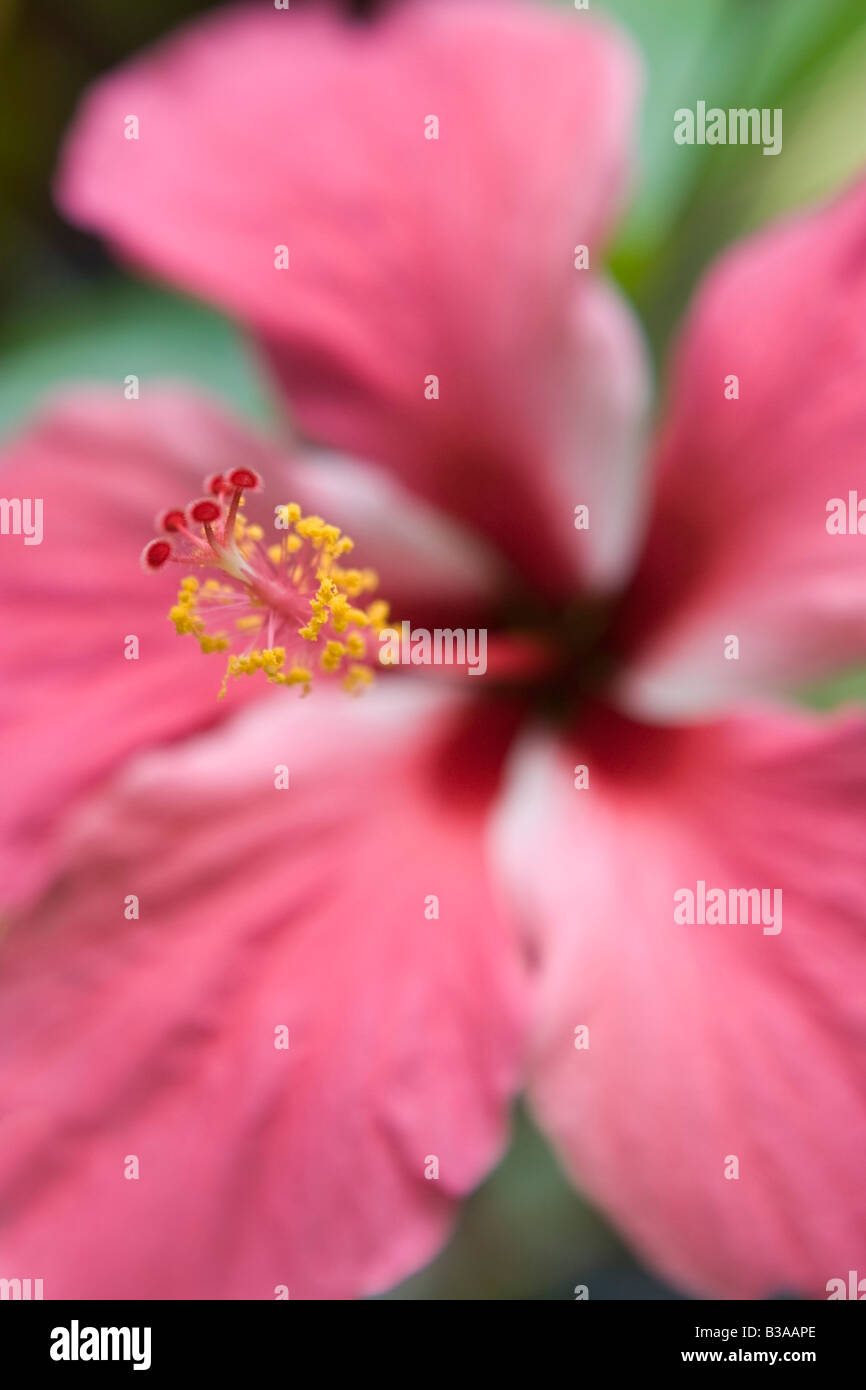 Hibiscus Flower, Bohol Island, The Philippines Stock Photo - Alamy