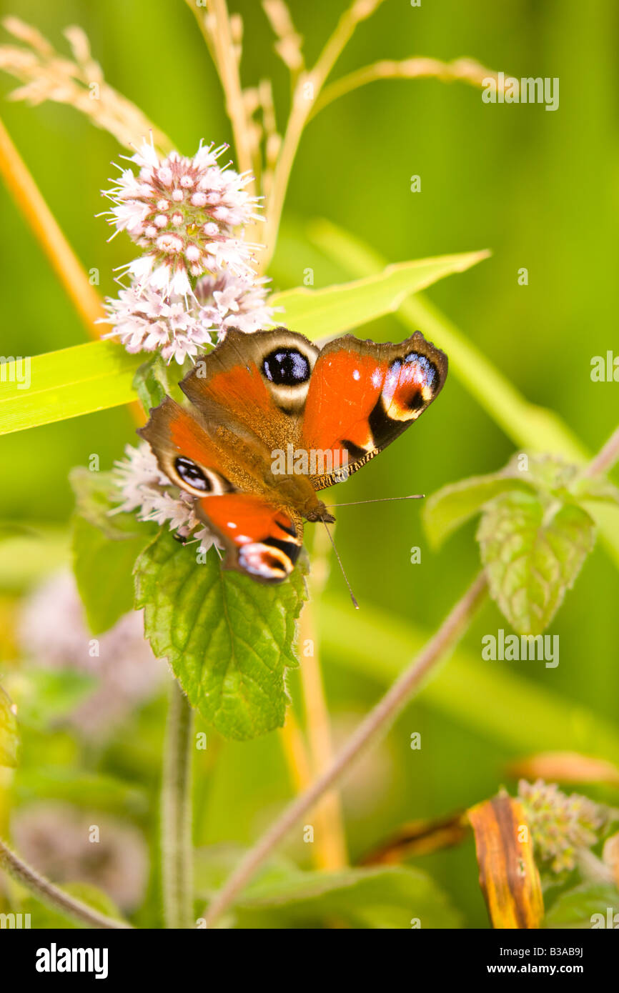 Peacock butterfly (Inachis Io Stock Photo - Alamy