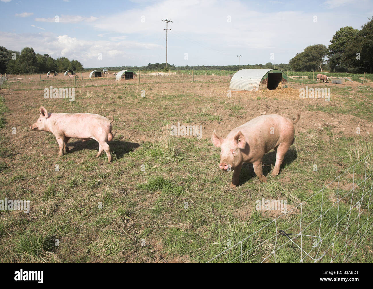 Pig In Field High Resolution Stock Photography and Images - Alamy
